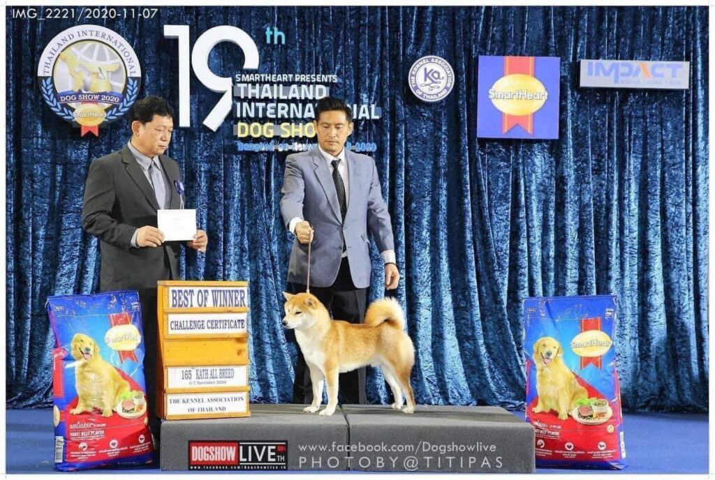 Shiba inu Thanos tại Dogshow 2020 Thailand - Xiu Xiu Kennel