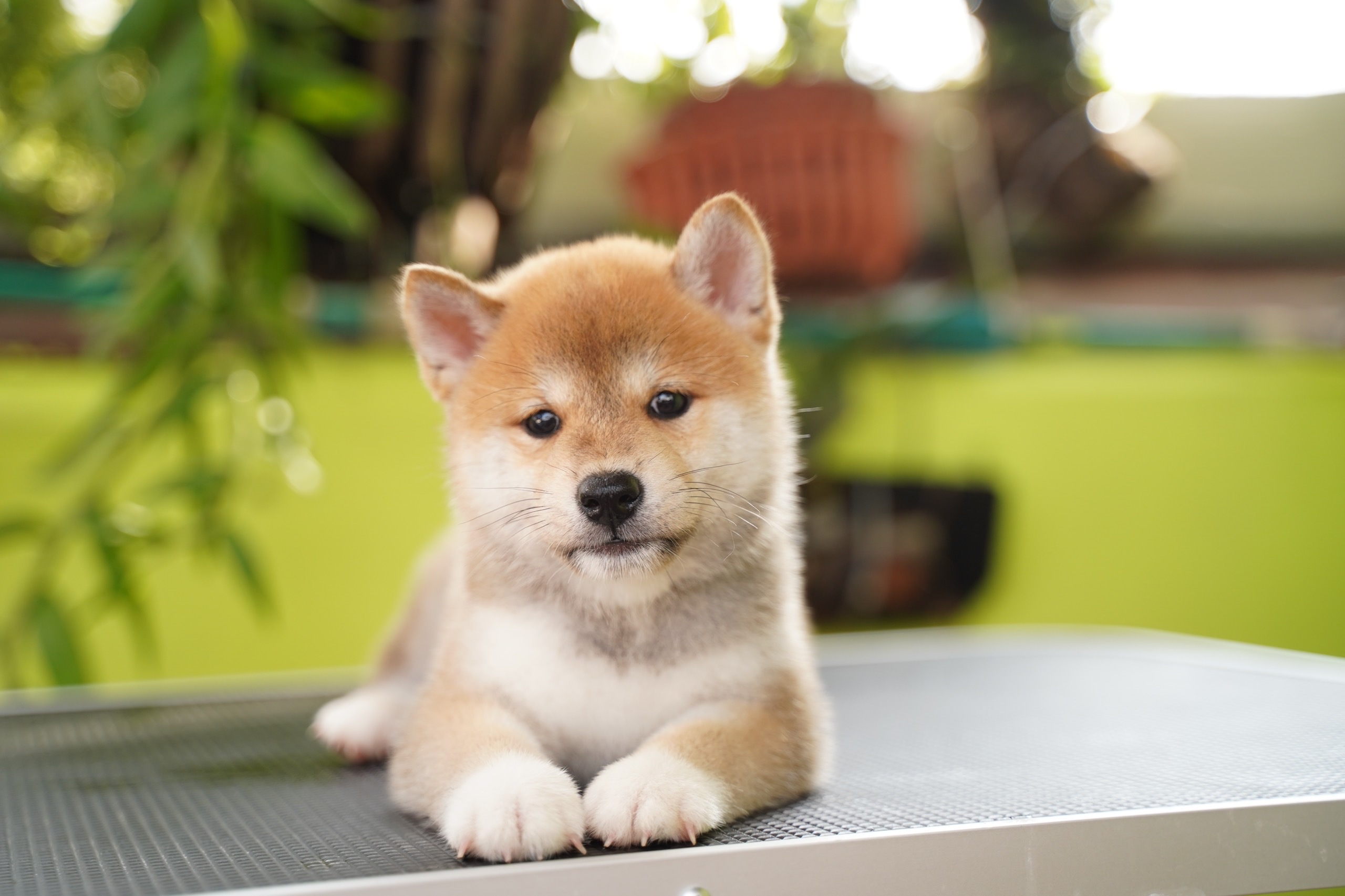 Chó Shiba "Toby" - Xiu Xiu Kennel