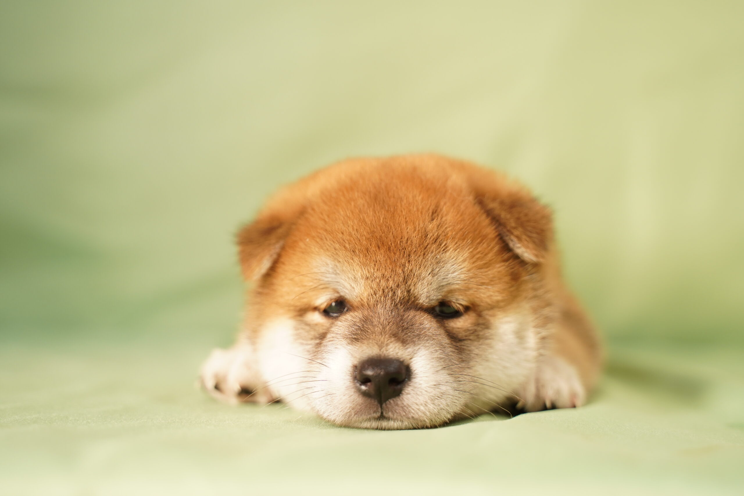 Chó Shiba "Gold" - Xiu Xiu Kennel