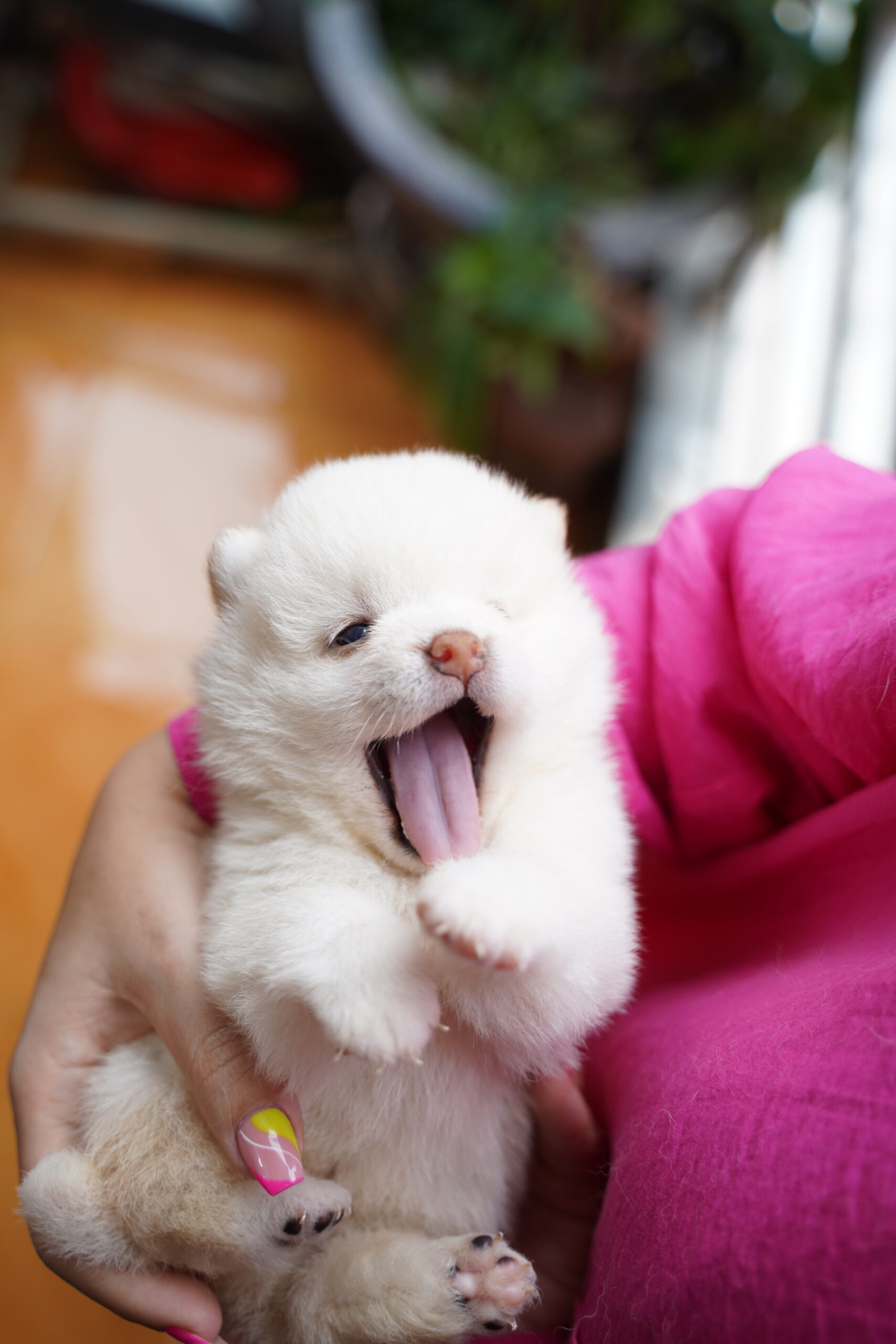 Chó Shiba Inu "Tiny" - Xiu Xiu Kennel