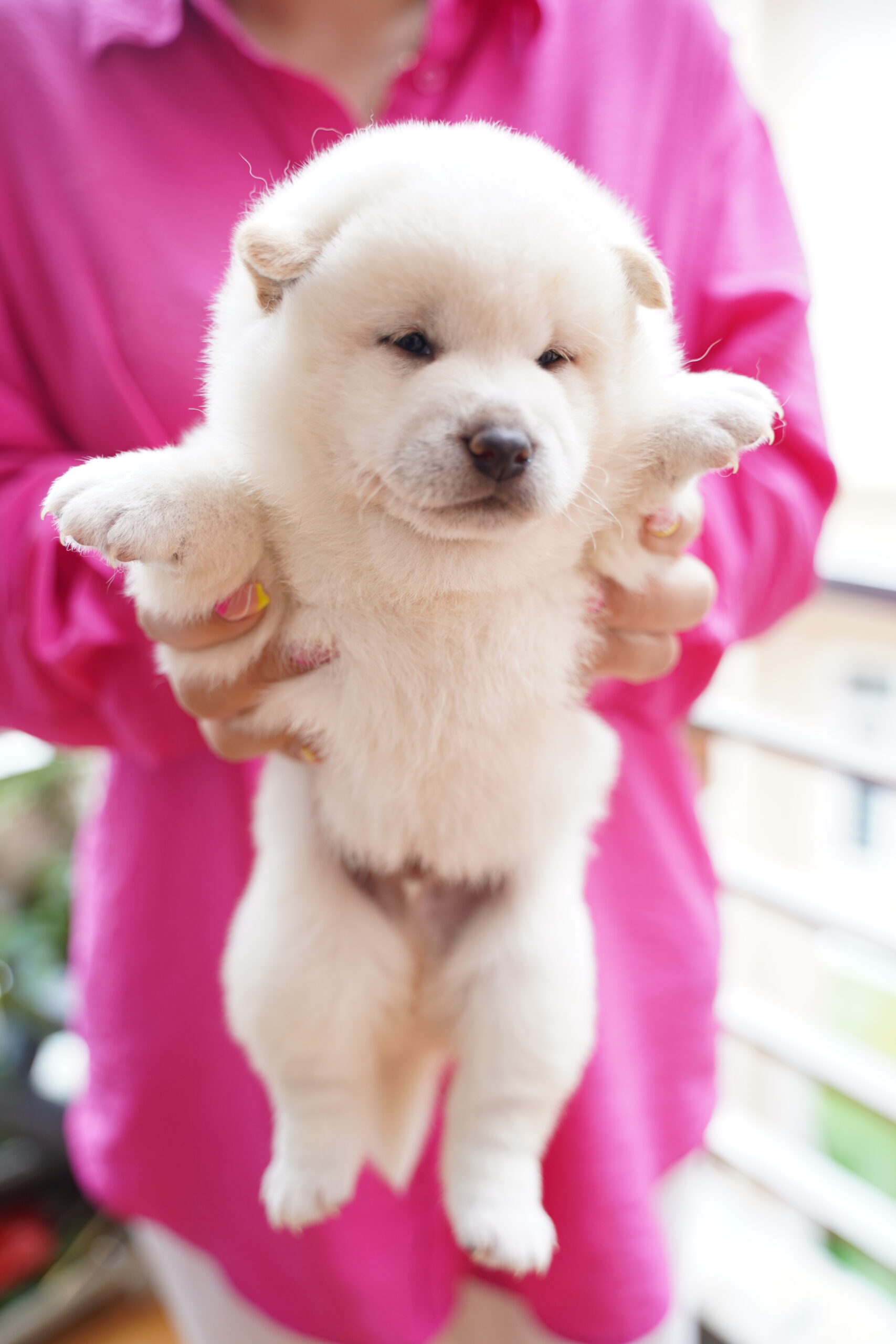 Chó Shiba Inu "nato" - Xiu Xiu Kennel