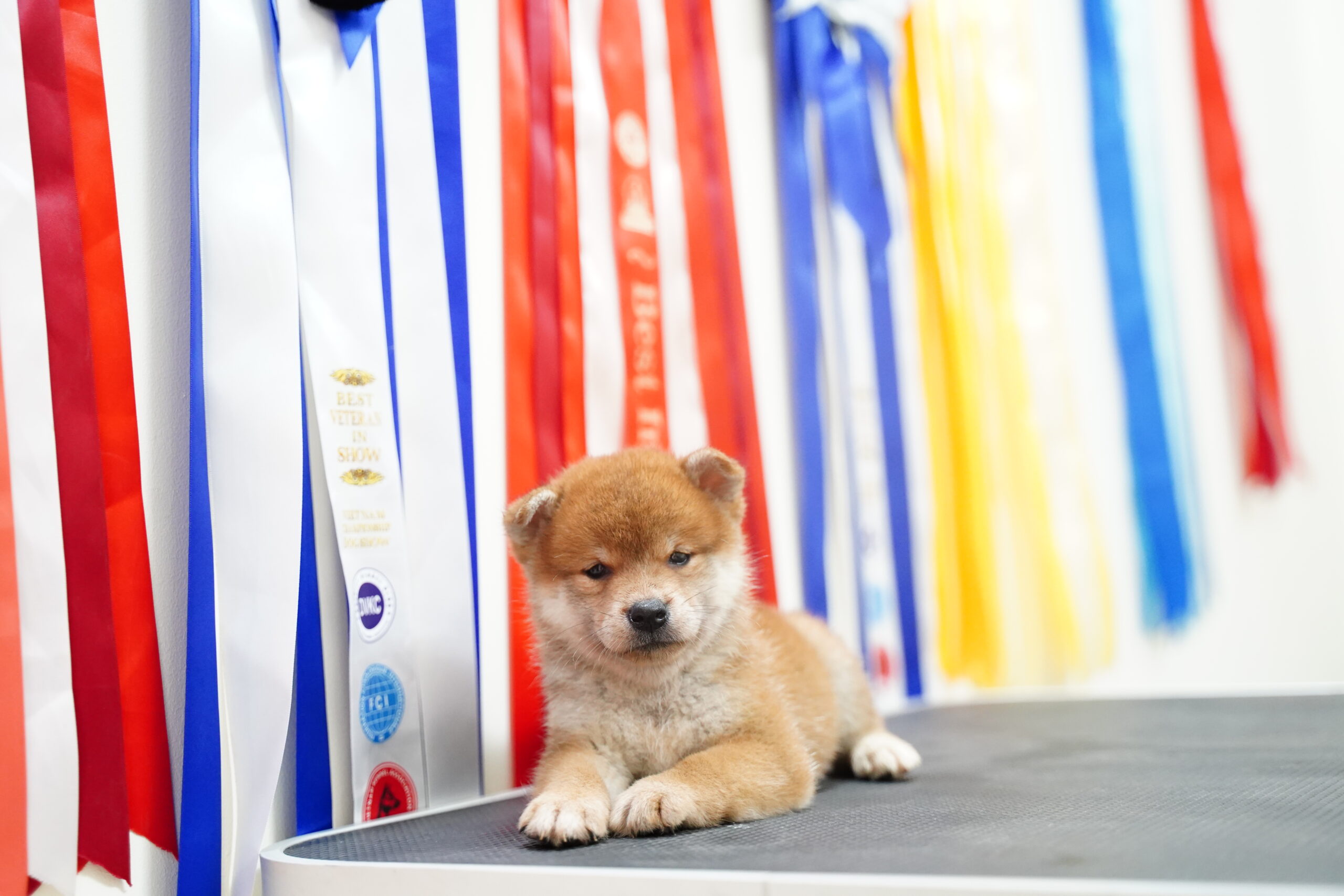 Chó Shiba "Uni" - Xiu Xiu Kennel