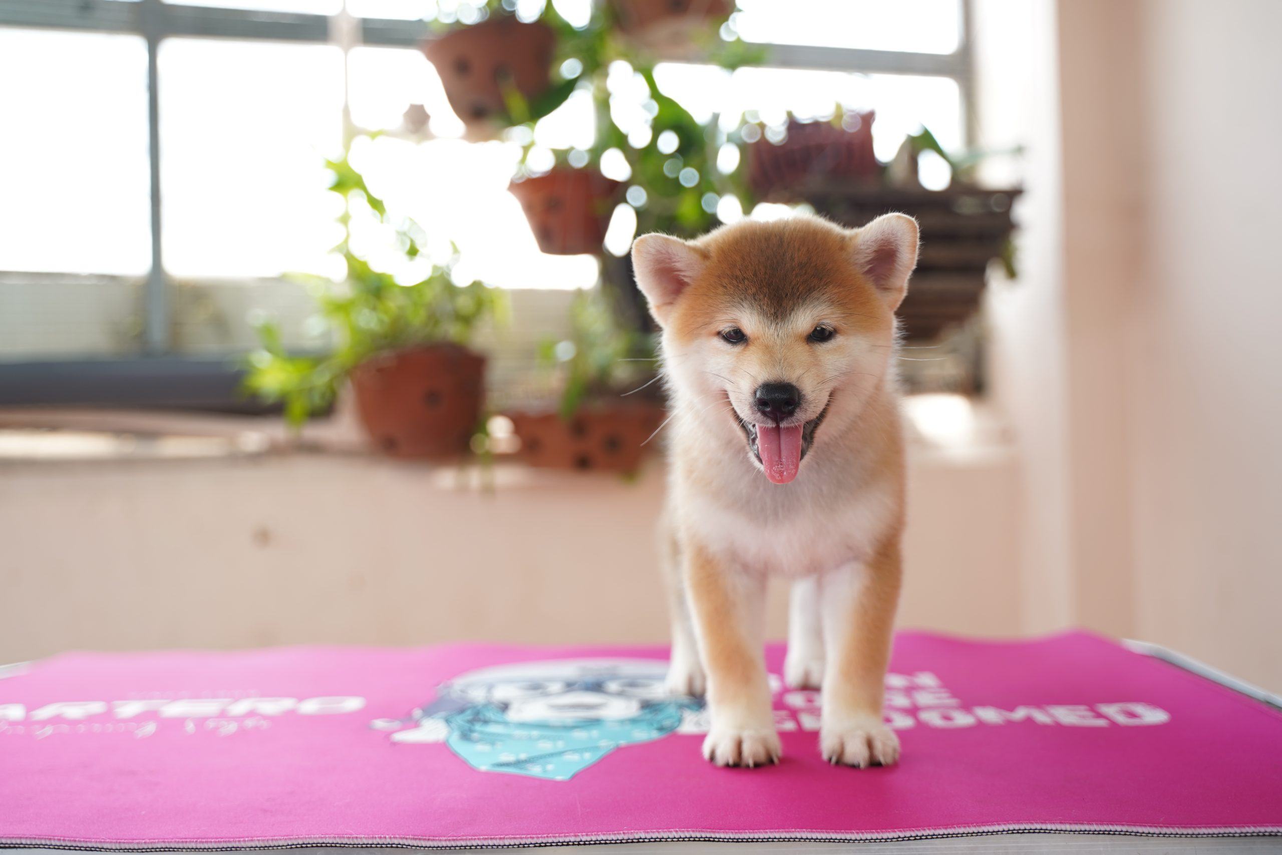 chó Shiba Inu "MiMi' - Xiu Xiu Kennel